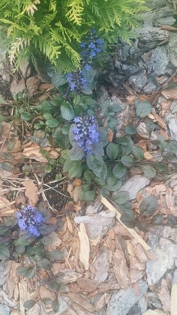 Цветут примула, живучка, барвинок. 01.06.2025. Ленобласть