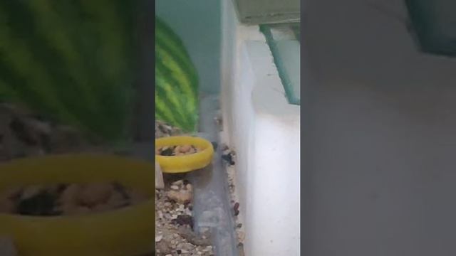 Рабочие начали собирать зерна на арене