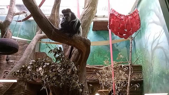 Московский зоопарк. Павильон Обезьян. Большое разнообразие обезьян