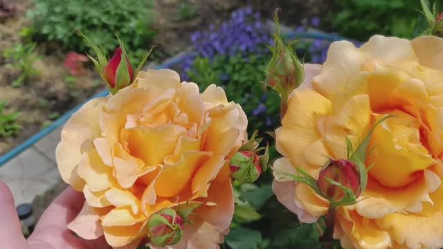 Не все розы выдержали дождь...