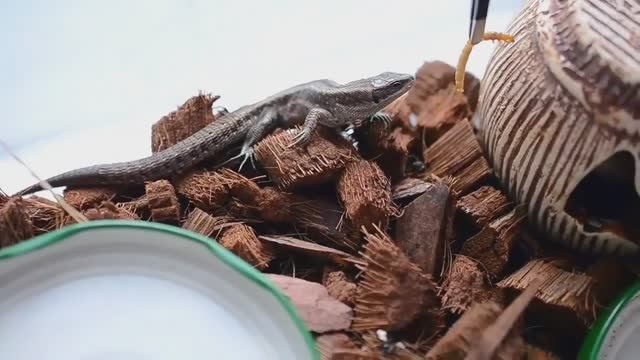 Чем кормить прыткую или живородящую ящерицу_ Мучной червь.