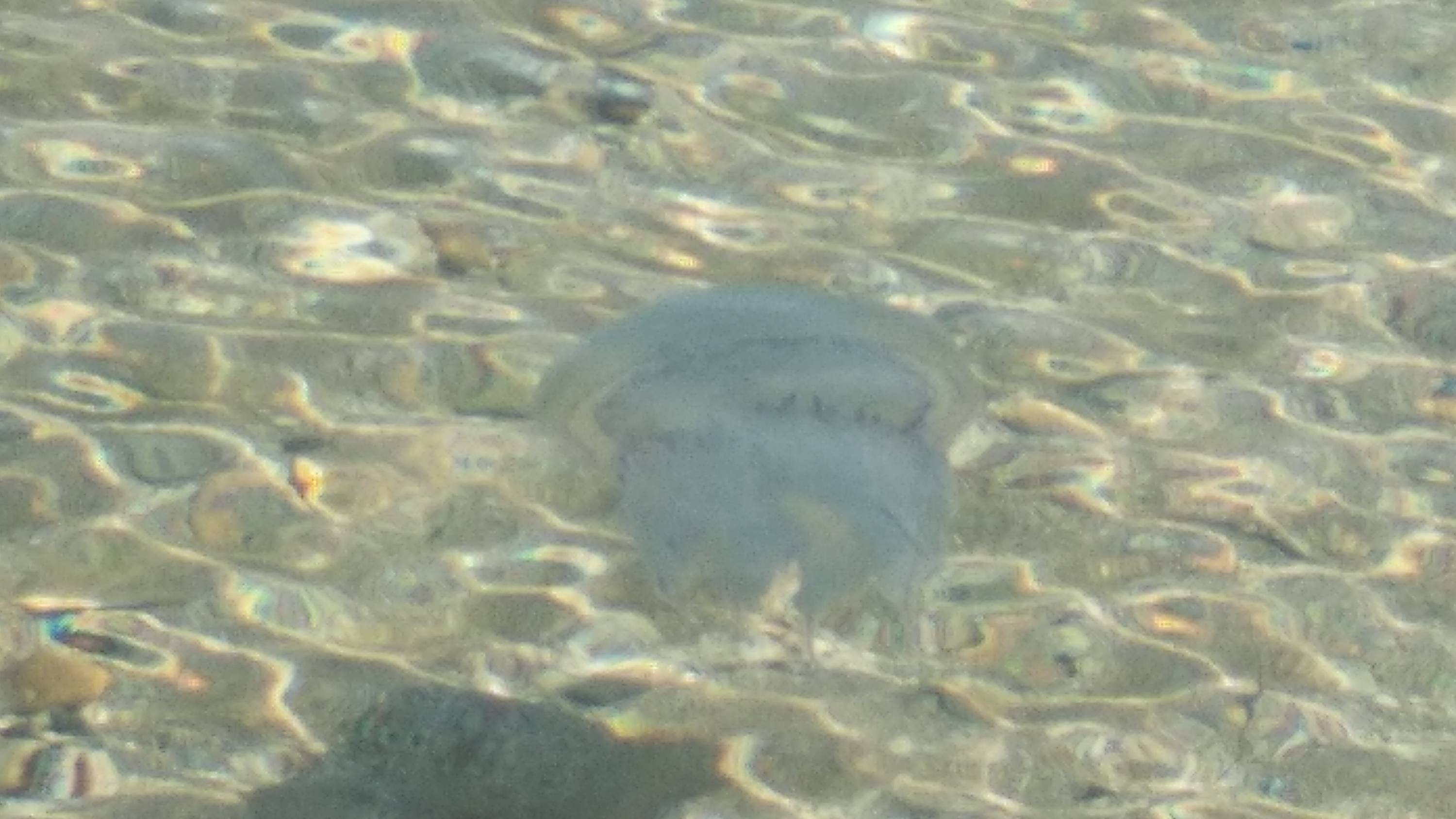 Былины. Алеша Попович и Тугарин Змей