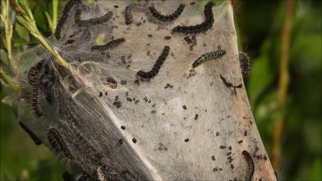 Волосатые гусеницы ползают по паутинному кокону, наблюдение в Новгородской области, 1 июня 2025