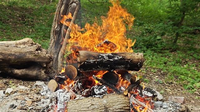 Костёр, лес и пение птиц! СУПЕР!!!