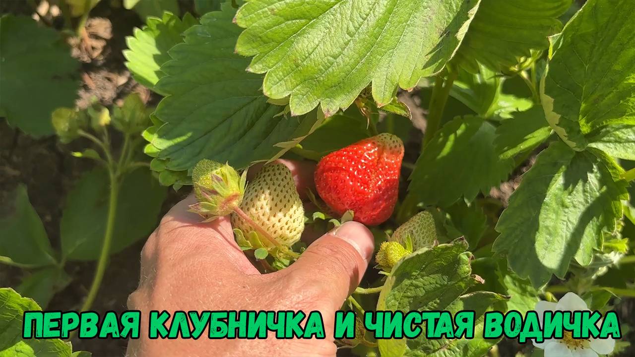 Первая клубничка и чистая водичка