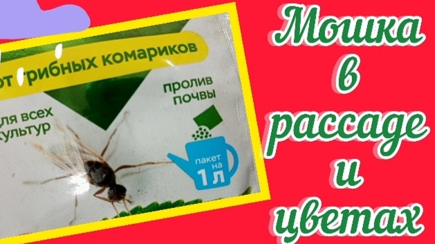 Рабочий метод борьбы с мошкой в рассаде и цветах.