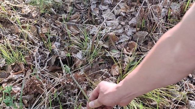 Сбор папоротника. Часть 1