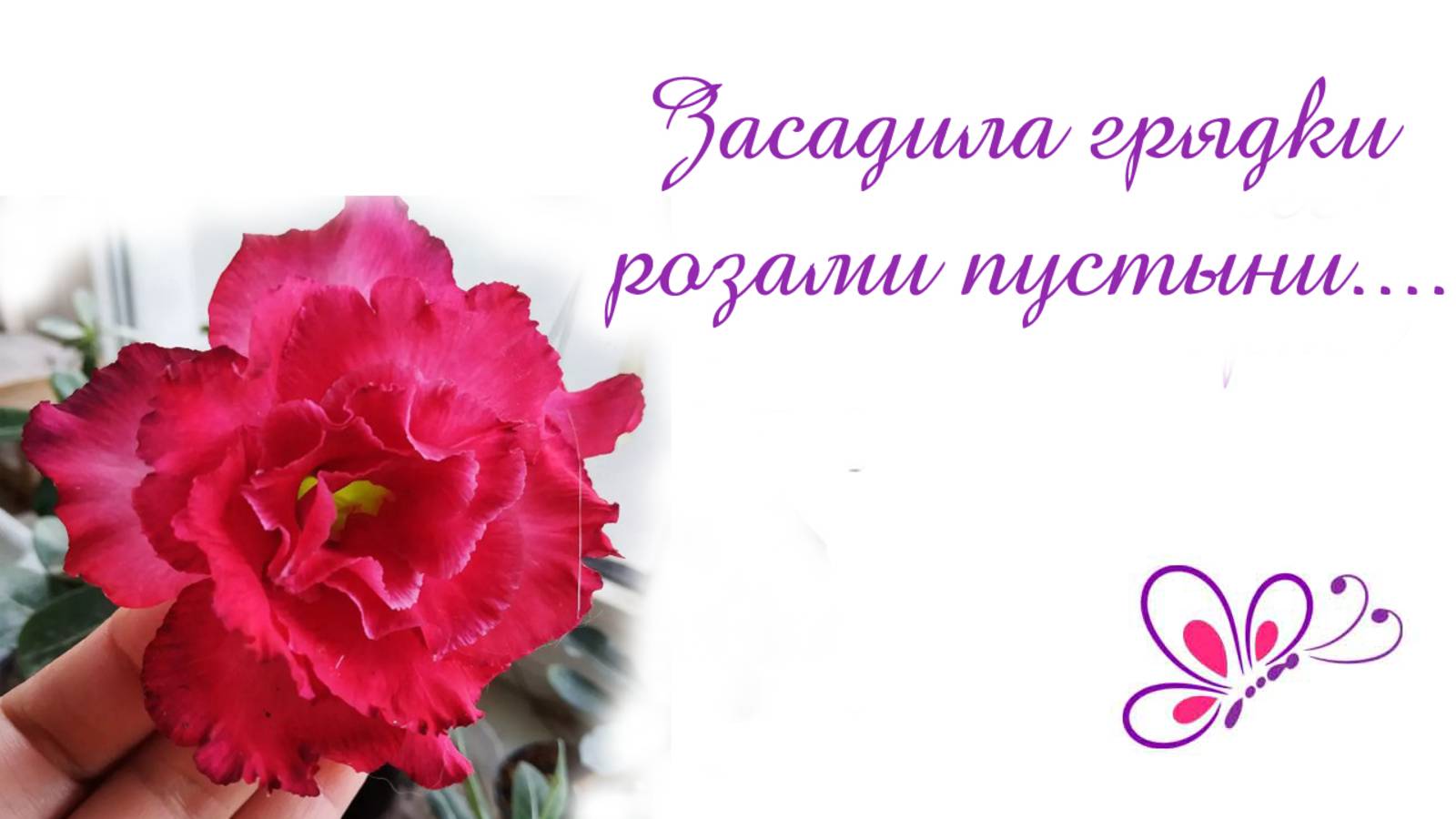 Посадка семян адениума