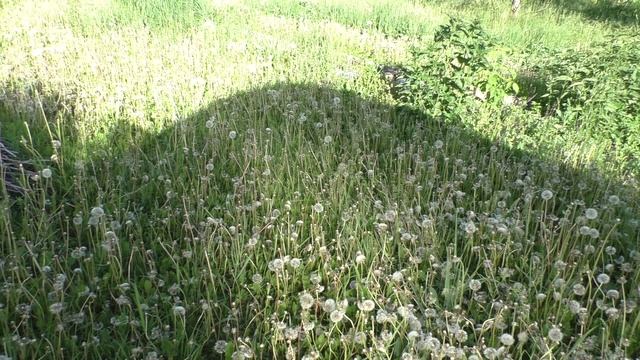 Я на даче 29.05.2025