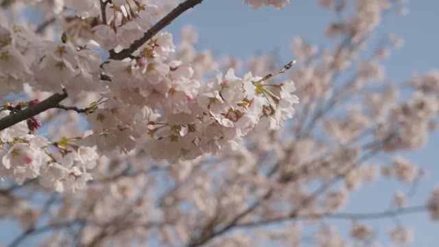 05 Поездка в Японию, чтобы поесть такояки под цветущей сакурой, с кемпером для грузовиков