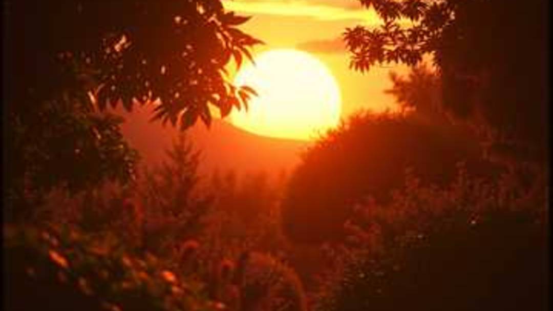 Мой светлый сад