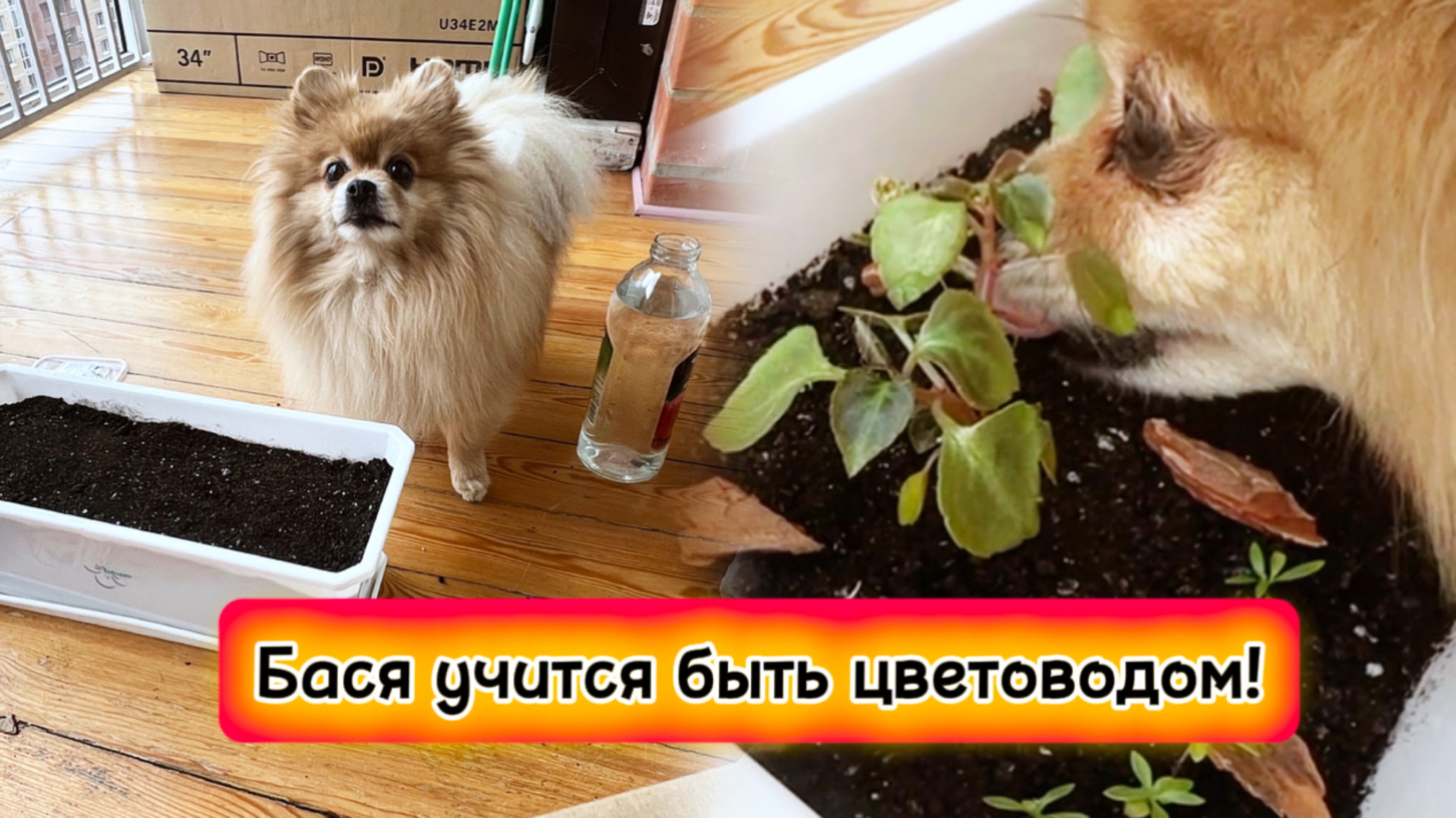 Бася учится быть цветоводом!