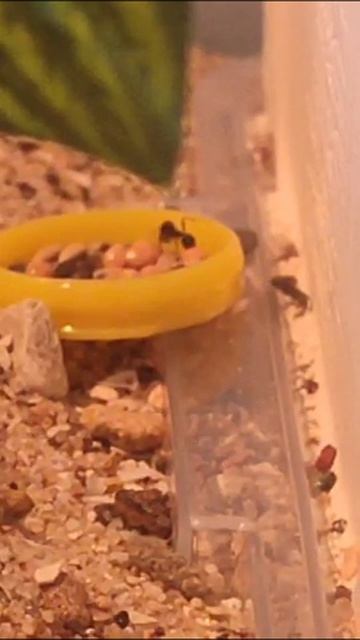 Messor capitatus собирают палки