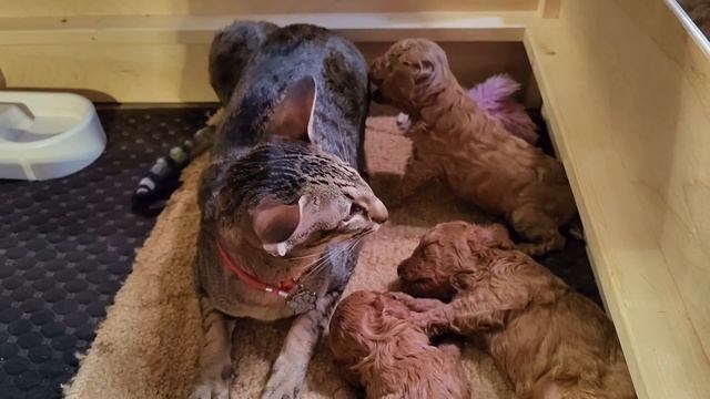 Той пудель девочки