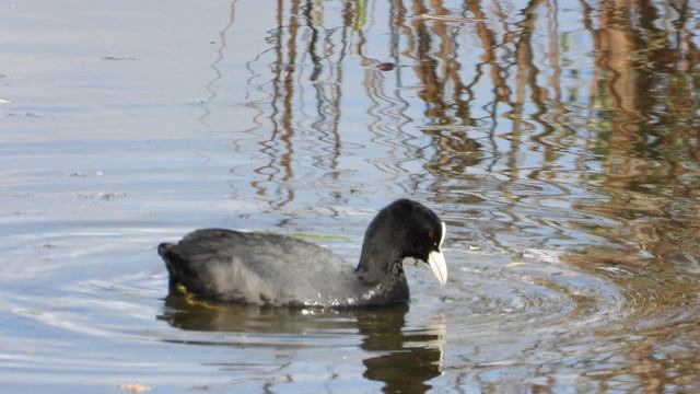 Лысуха, наблюдение птиц в Новгородской области, 1 июня 2025