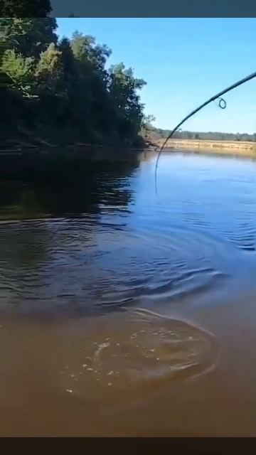 Неплохой жерешок взял в коряжнике