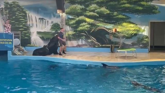 🦭Морской лев Татам зажигает🦭Смешные животные 🦭Анапский дельфинарий 🦭
