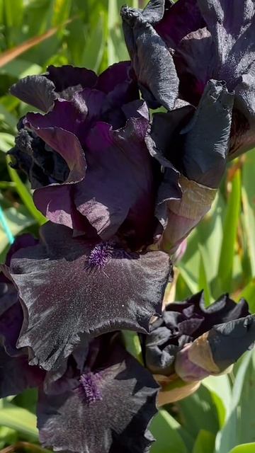 Редкие сорта Ирисов из Никитского сада. Сезон в Ялте