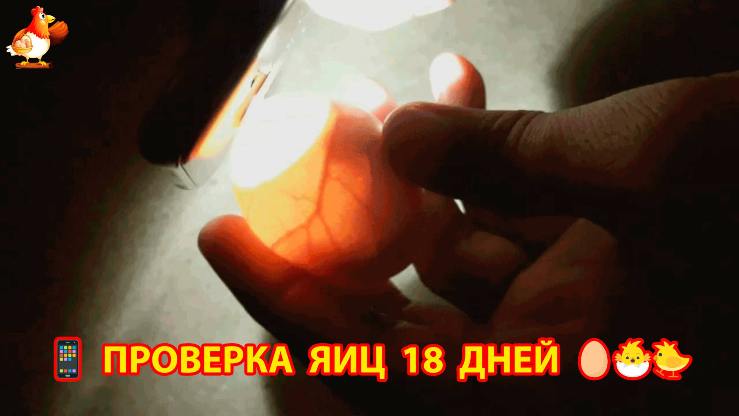 Как проверить яйца из инкубатора фонариком от телефона в первые 18 дней 🥚🔦🤗