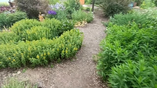 31 мая последний день весны , на участке выросли первые плоды жимолости и на подходе и крыжовник