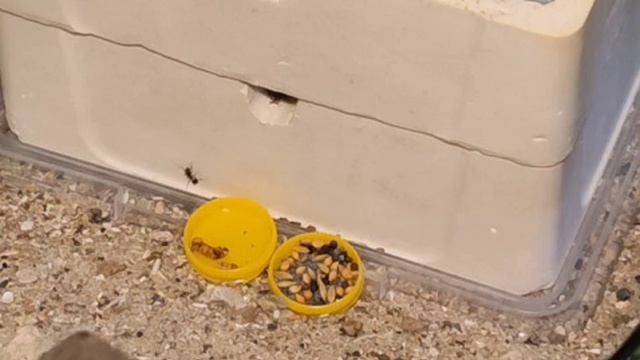 Первые шаги рабочих messor capitatus на арену (таймлапс)