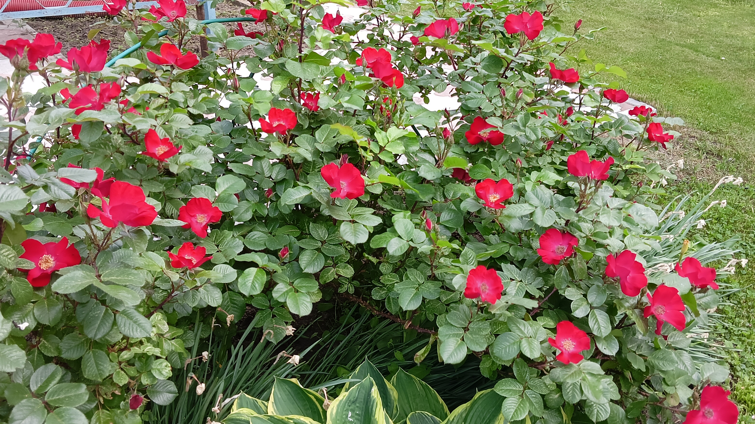 Роза парковая