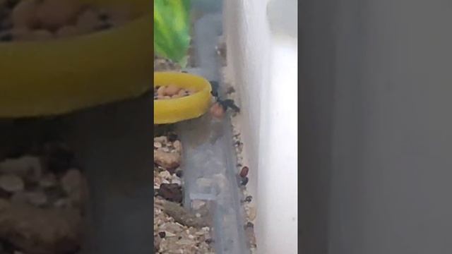 Зачем им камень в гнезде?