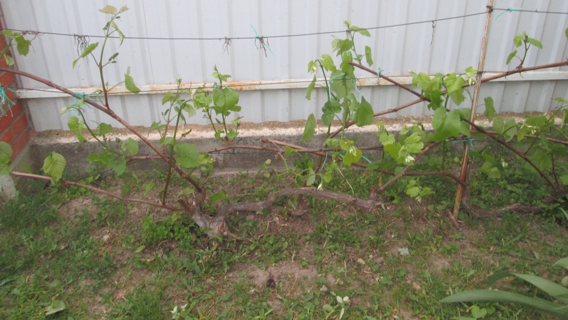 Нормирование винограда побегами