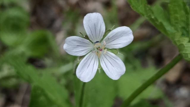 Пение соловья