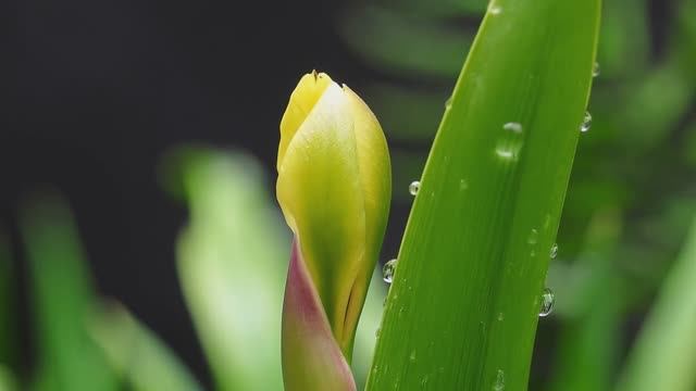 Потрясающая природа. Раскрывающийся бутон ириса