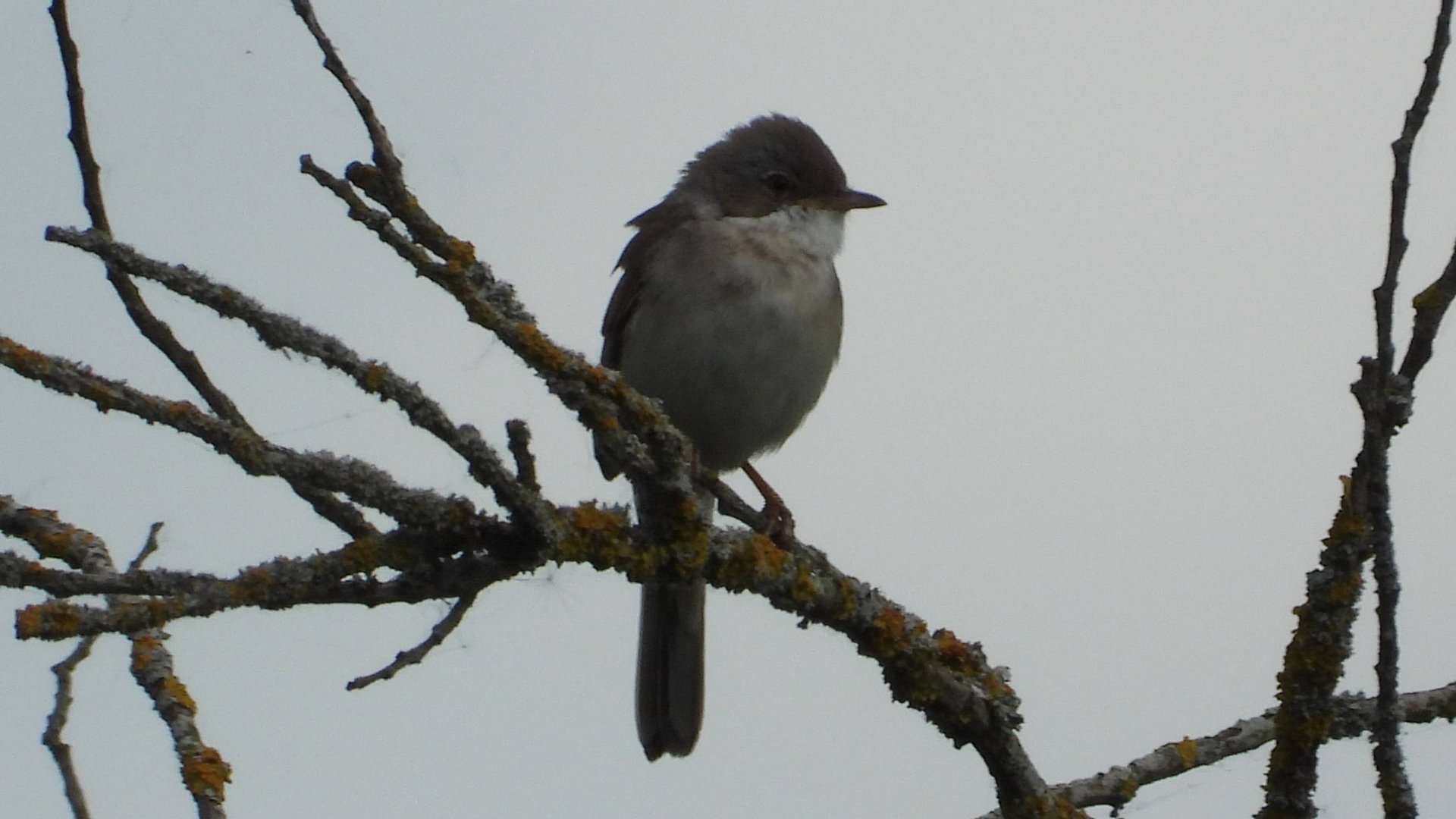 Серая Славка, наблюдение птиц в Новгородской области, 1 июня 2025