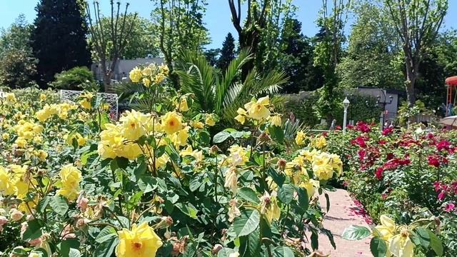 Розарий Парк Ривьера.