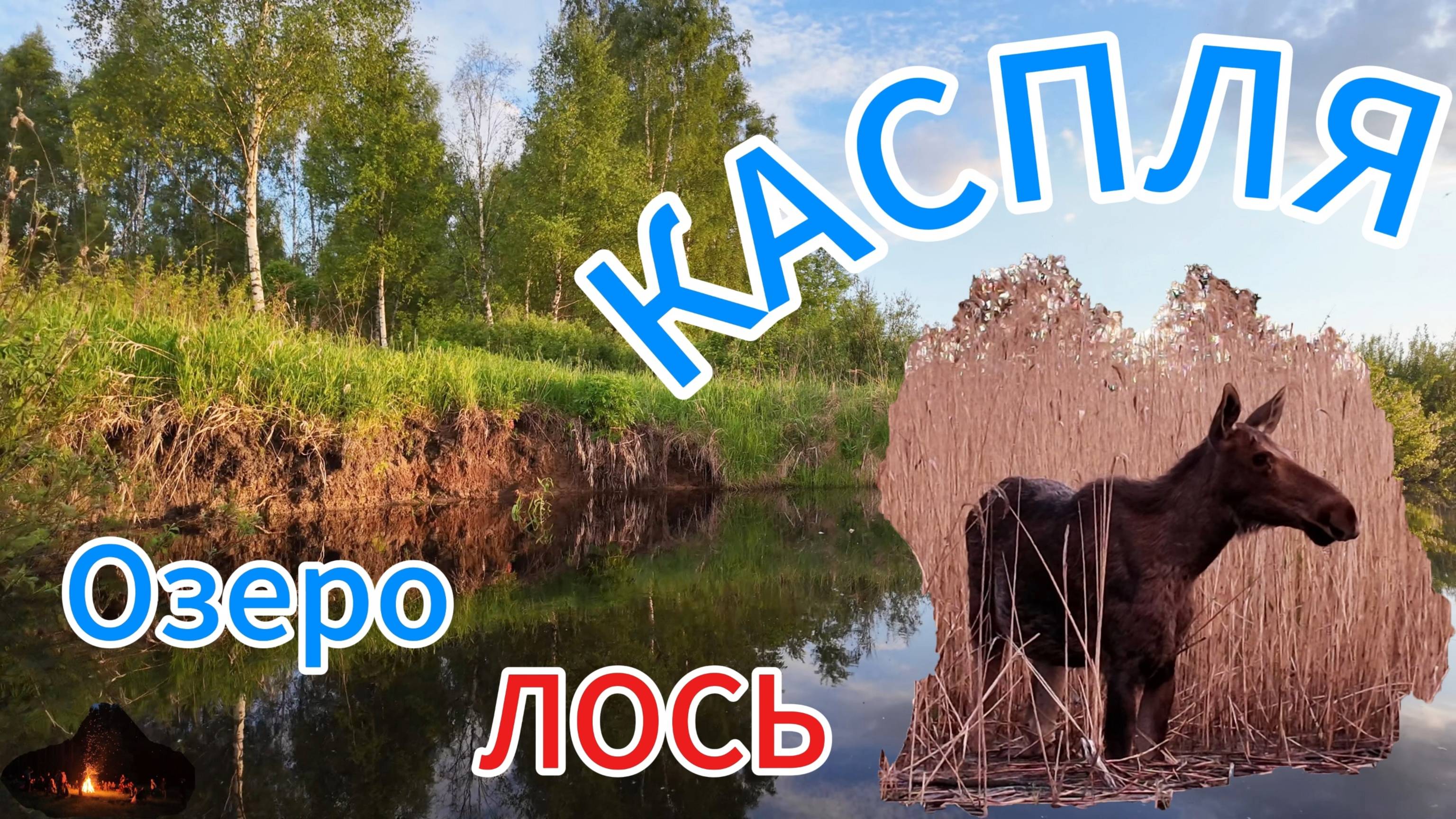 Озеро Каспля. ЛОСЬ на берегу.🦌
