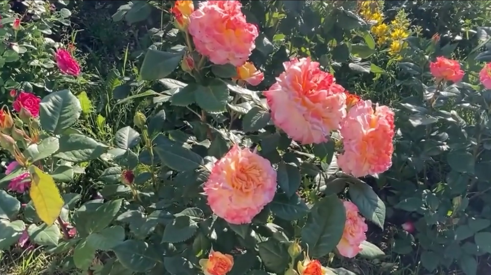 Роза Акварель и другие сорта роз