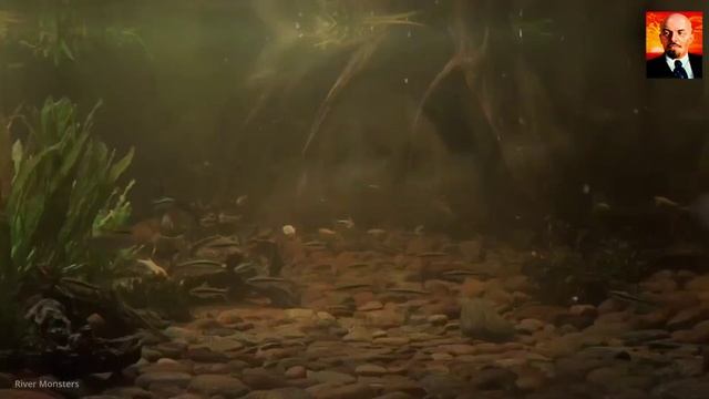 Тигровая рыба Голиаф. Рыба, которая не боится и поедает крокодилов.