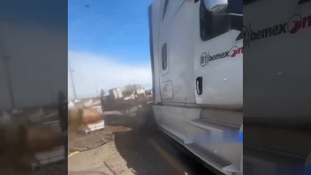 Четверть миллиарда пчёл вырвалась на волю