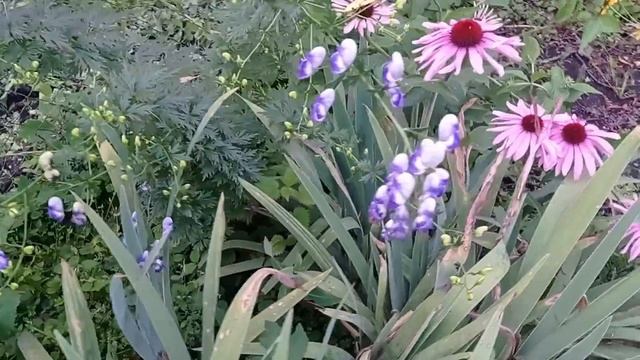 🌺Вечер в деревне🌺Начало августа🌺