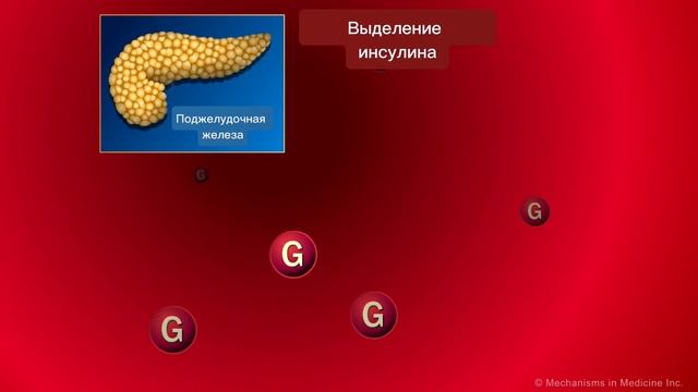Роль Инсулина в организме человека