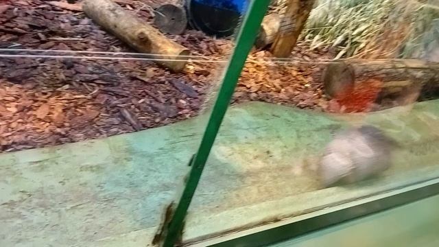 Московский зоопарк. Броненосец носится со скоростью света, такой милый