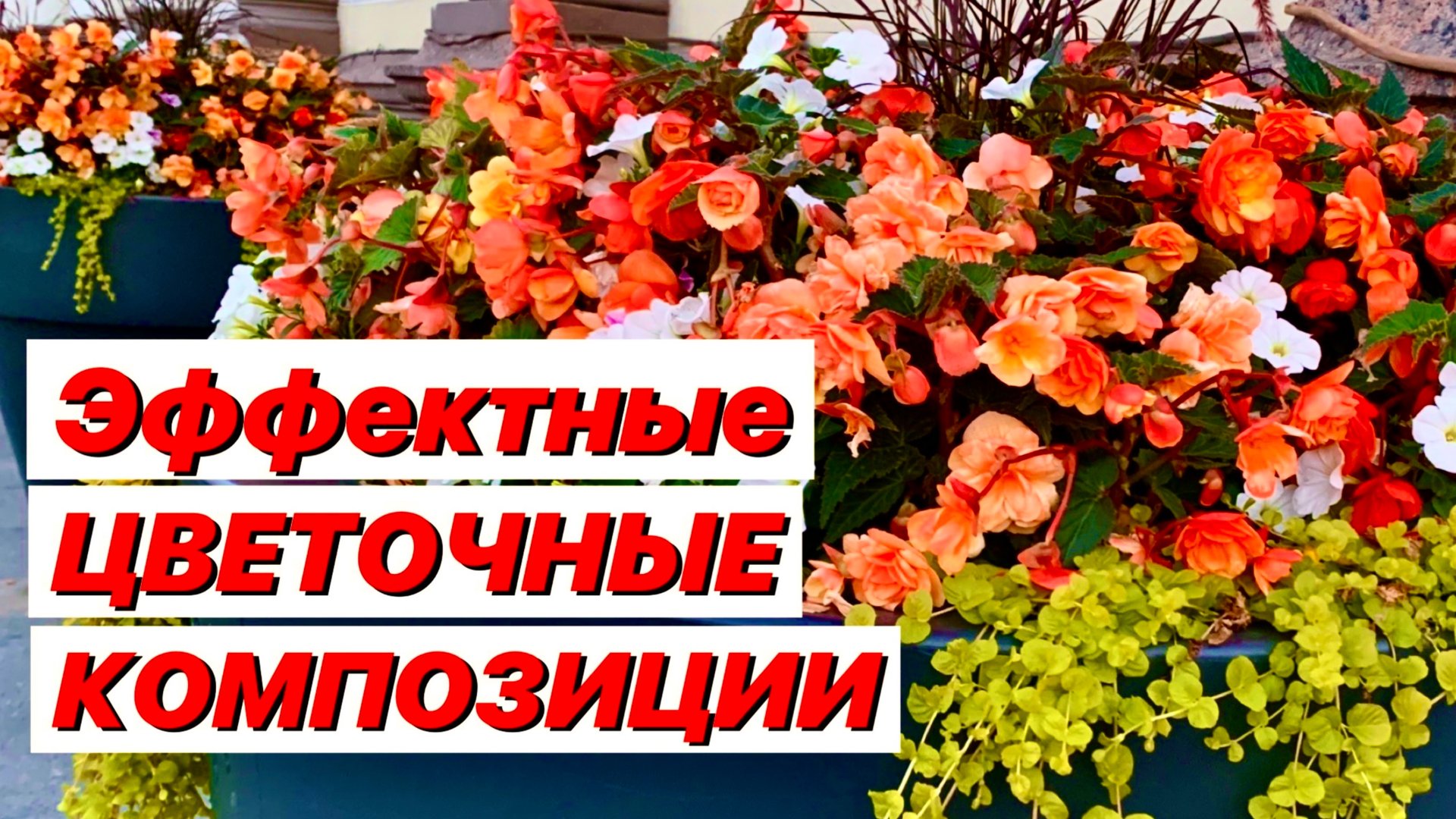 Цветочная композиция цветов | Красивые цветы в кадках на улицах Санкт-Петербурга