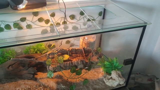 Формикарий для муравьев ч2