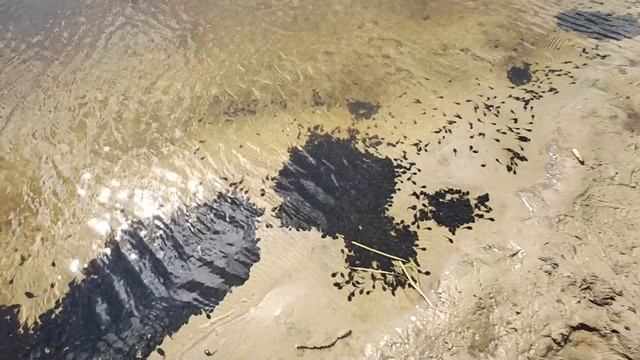 Лягушачий молодняк (головастики) греется на солнышке..НЕ сметное количество голов..