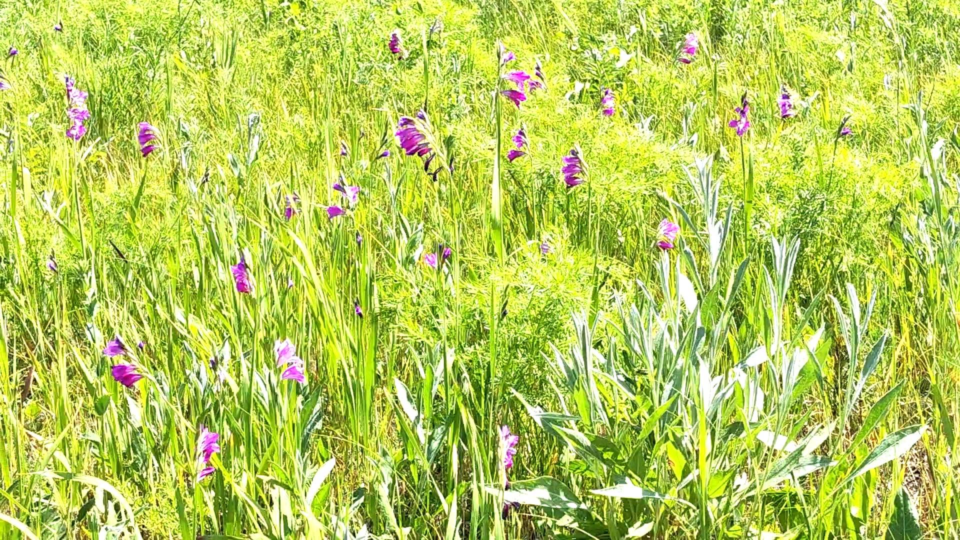 Очень красивая Природа. Так цветет гладиолус болотный.