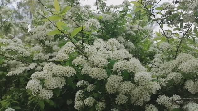 Цветёт спирея на радость людям!