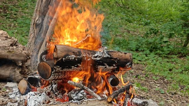 Лес, костёр и пение птиц!