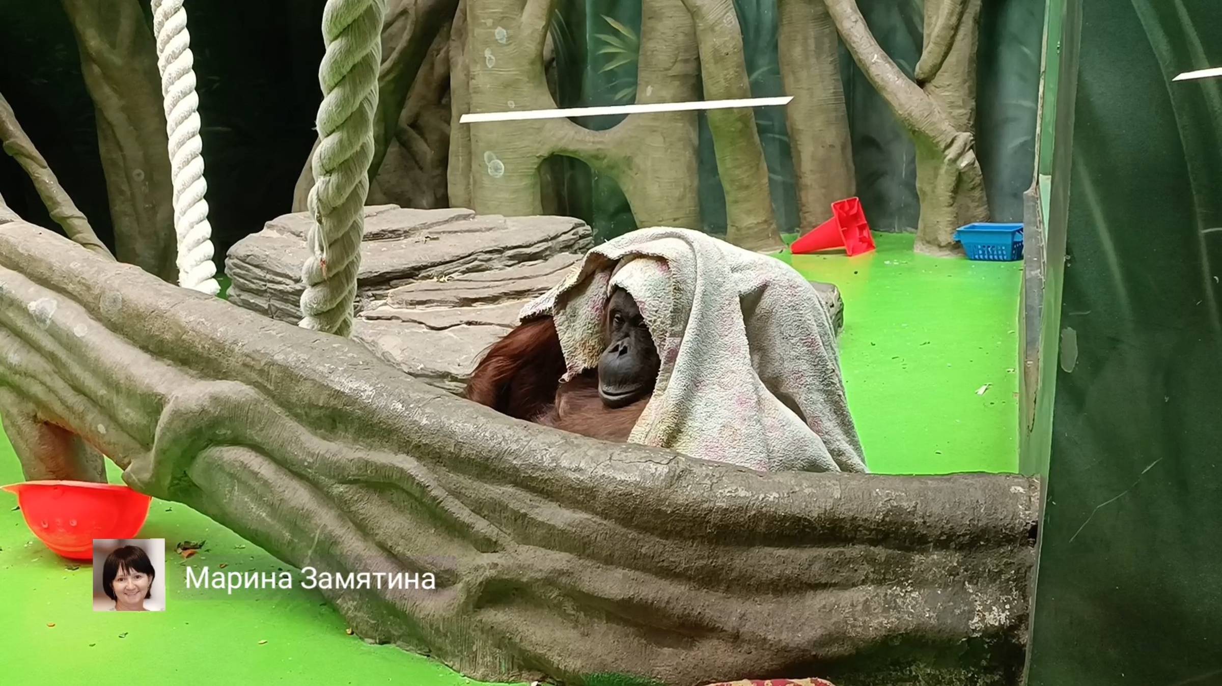В Московском зоопарке в июне 2025 года.