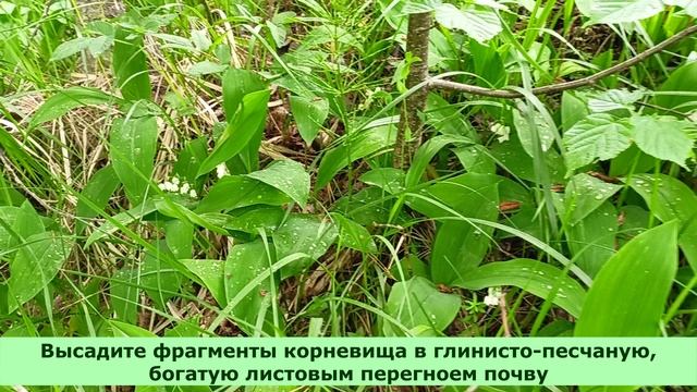 Они появились из капель пота богини Дианы, когда она убегала от назойливых фавнов