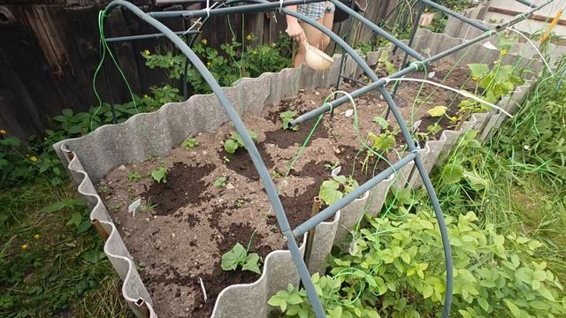 Подпорка Цеплялка для ОГУРЦОВ..своими руками..