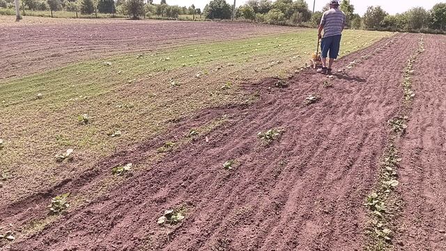 Огород и мототяпка....