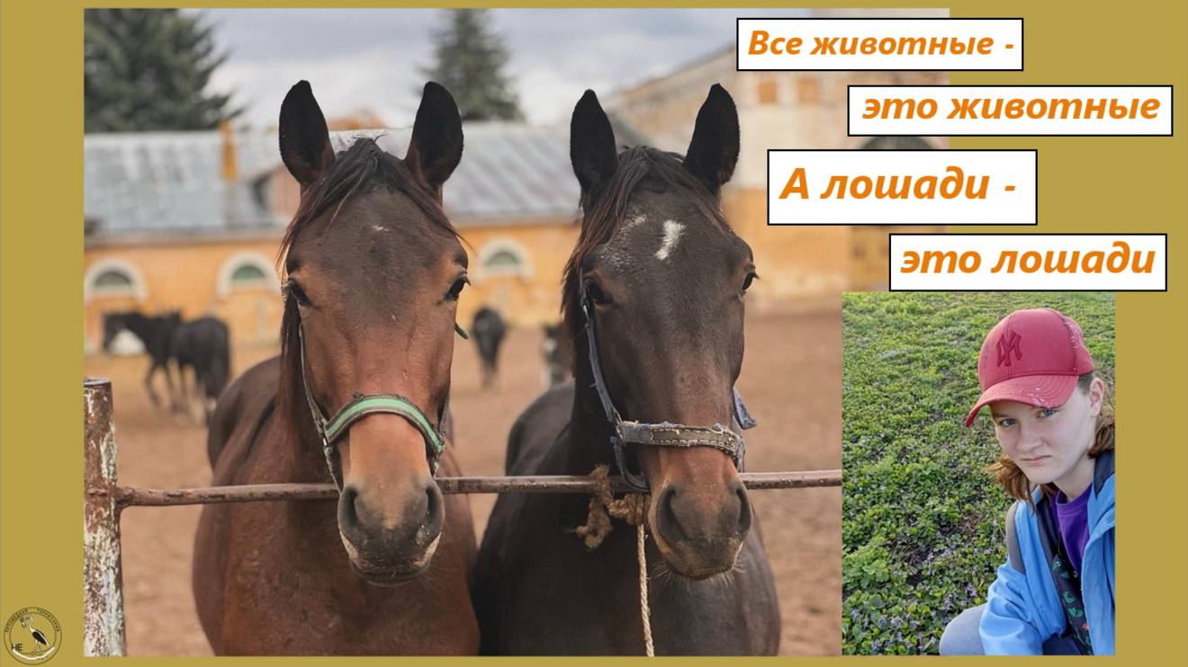 Интервью со студенткой Хреновской школы наездников Софьей, май 2025